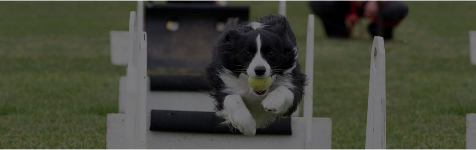 British Flyball Association